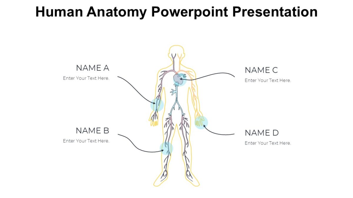 Human Anatomy Powerpoint Presentation : 100% Editable PPTx