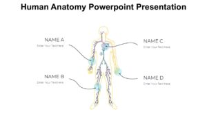 Human Anatomy Powerpoint Presentation - PPTUniverse