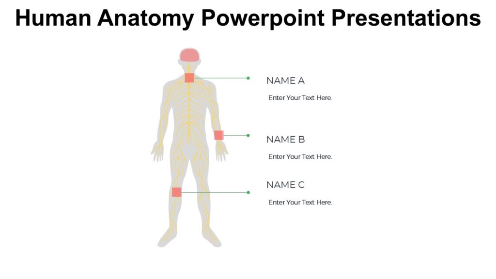Human Anatomy Powerpoint Presentations - PPTUniverse