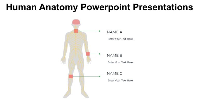 Human Anatomy Powerpoint Presentations - PPTUniverse