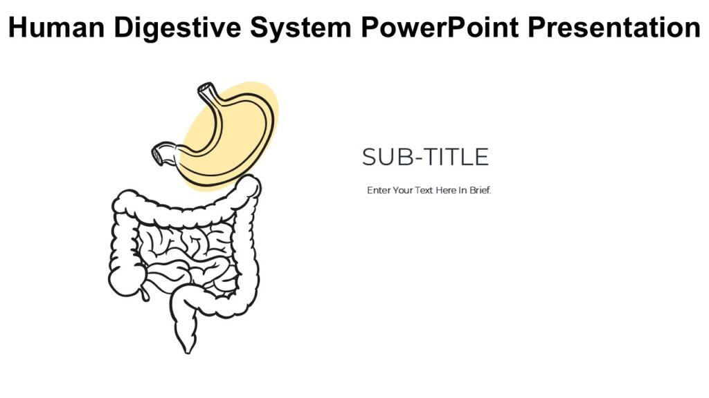 Human Digestive System PowerPoint Presentation - PPTUniverse