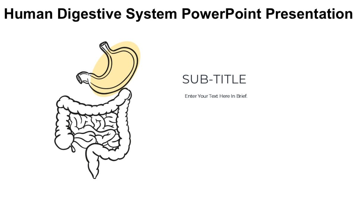 Human Digestive System PowerPoint Presentation - PPTUniverse