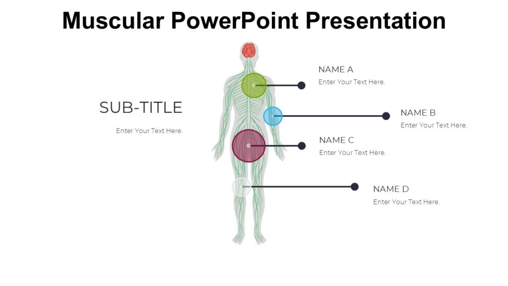 Muscular PowerPoint Presentation - PPTUniverse