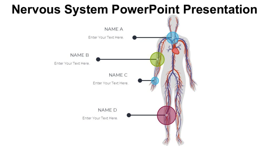 Nervous System PowerPoint Presentation - PPTUniverse