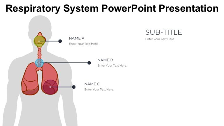 Respiratory System PowerPoint Presentation - PPTUniverse