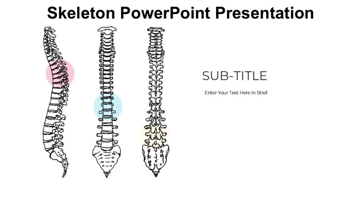 Skeleton PowerPoint Presentation - PPTUniverse